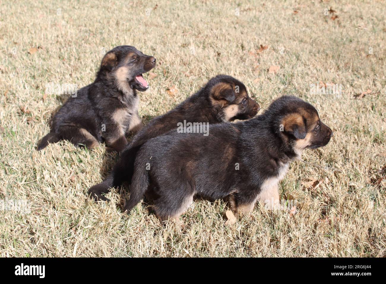 German shepherd puppies hi-res stock photography and images - Alamy