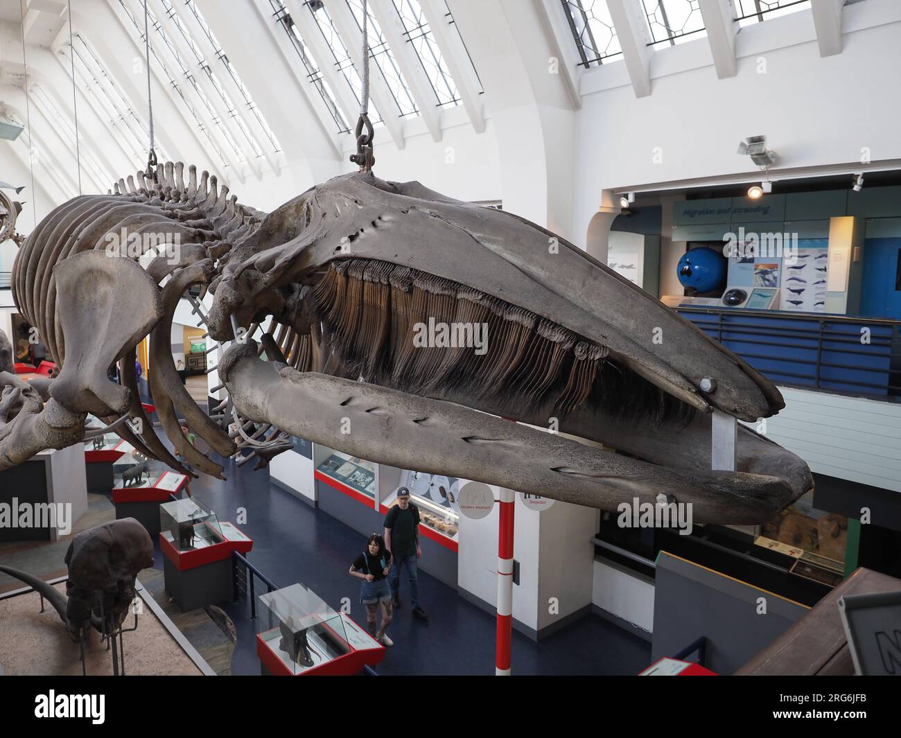 LONDON, UK - JUNE 09, 2023: Grey whale skeleton at the Natural History ...
