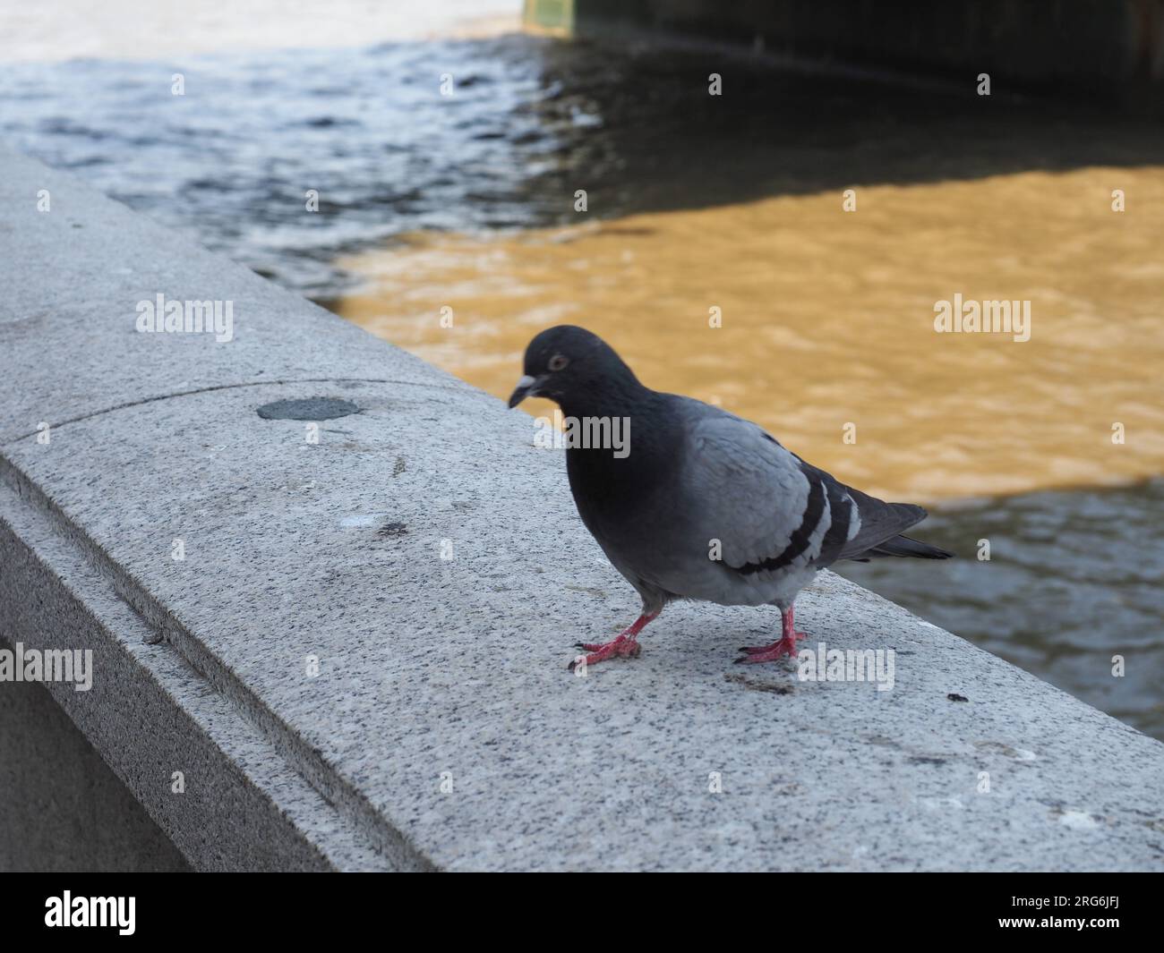 domestic pigeon aka rock pigeon scientific name Columba livia domestica ...