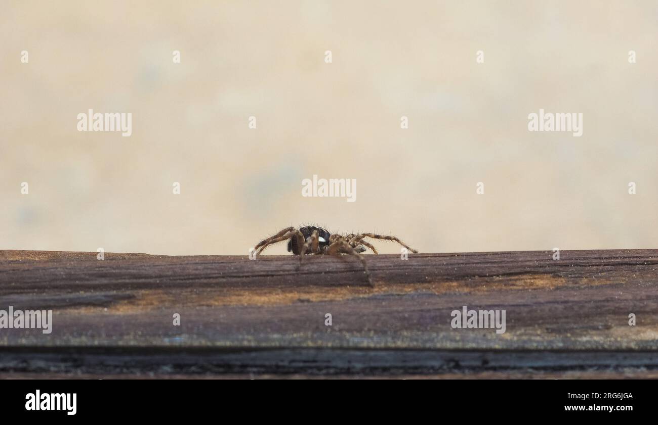 Phylum arthropods hi-res stock photography and images - Alamy