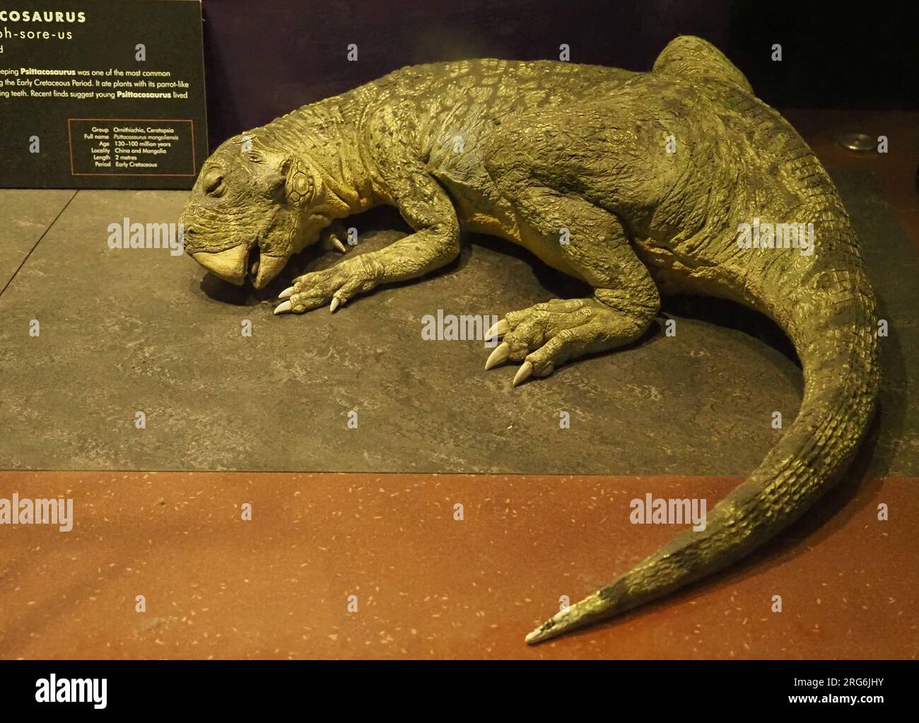 LONDON, UK - JUNE 09, 2023: Psittacosaurus dinosaur scale model at the ...
