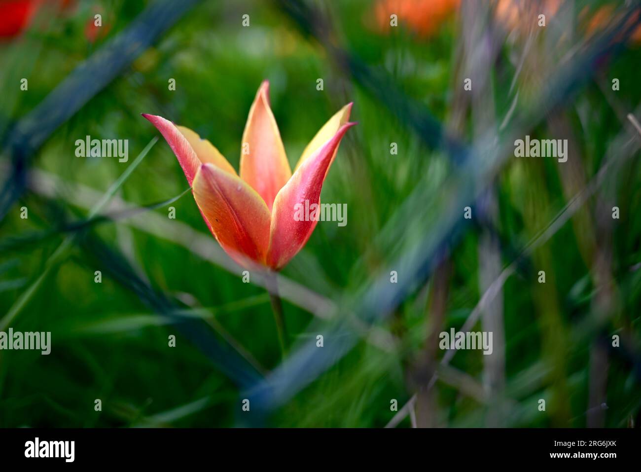 Tulip in prison Stock Photo - Alamy