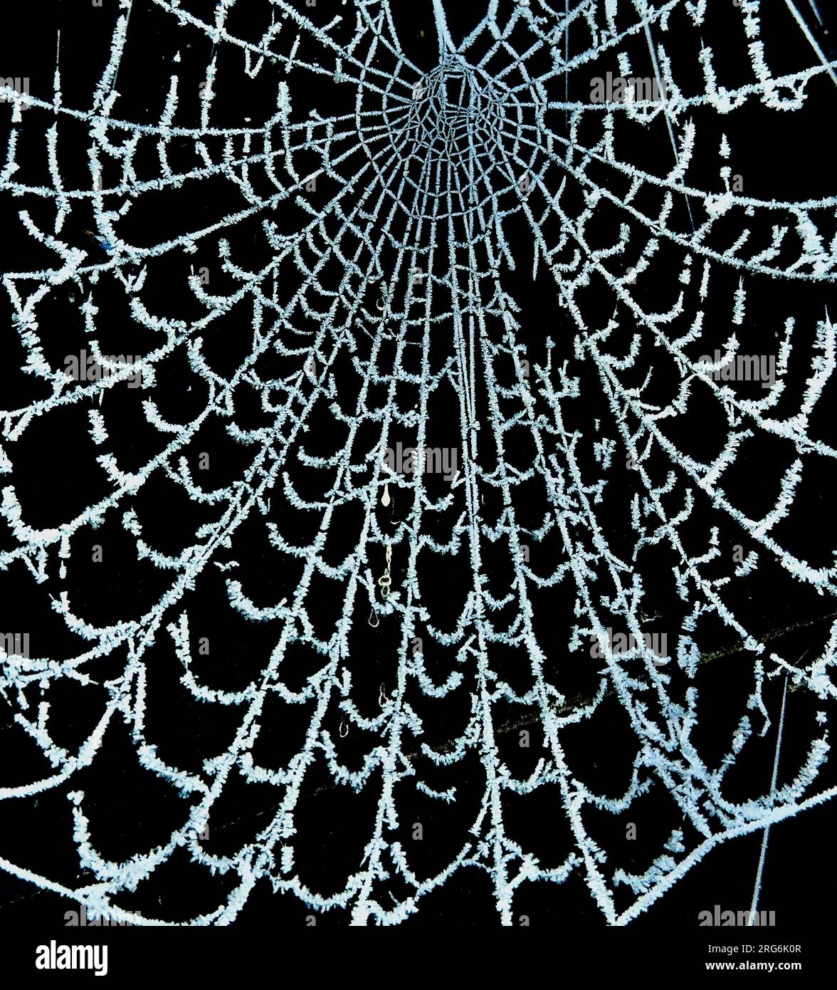 Spider pic hi-res stock photography and images - Alamy