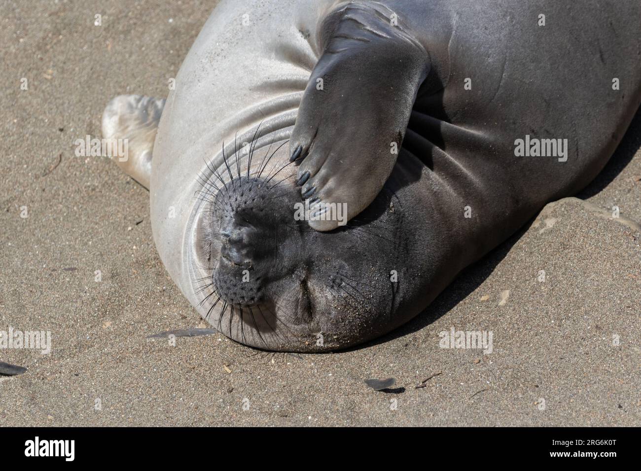 Elephant seal (Mirounga angustirostris) laying on sand, north of ...