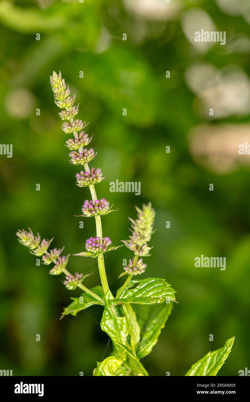 Super attractive and pollinator attractant garden mint flowers in good ...