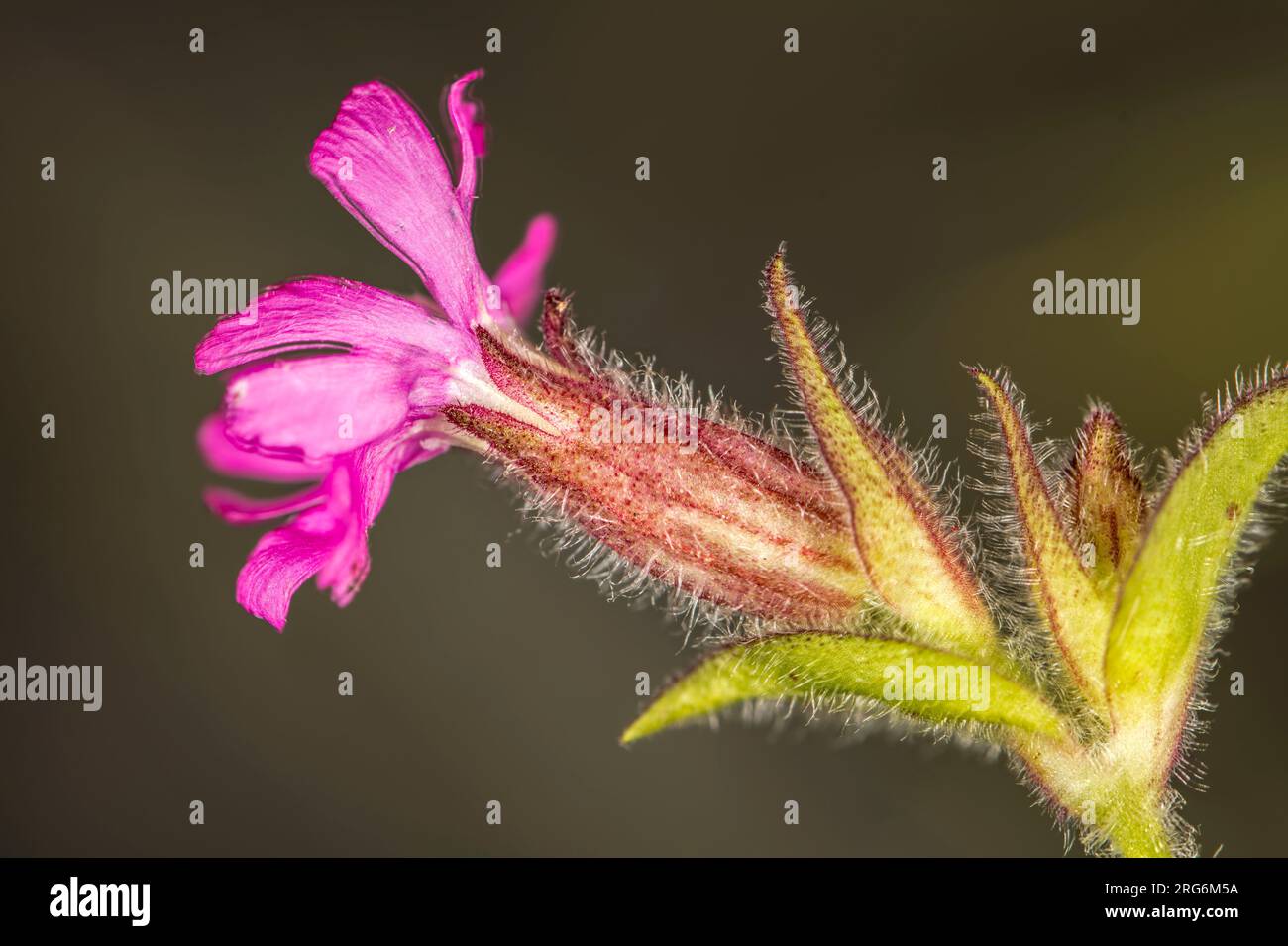 Natural very close up flowering plant portrait of Silene Dioica ...