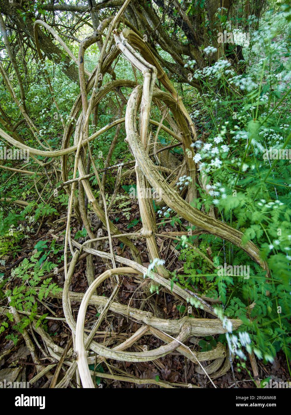 Natural semi close up environmental plant portrait showing intimate ...