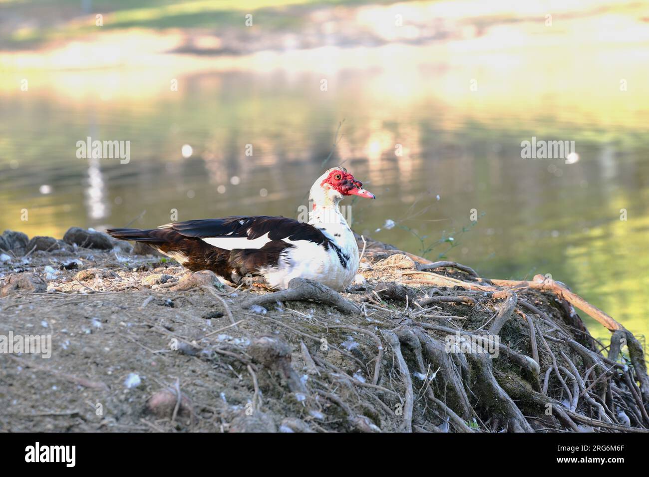 Black duck island hi-res stock photography and images - Alamy