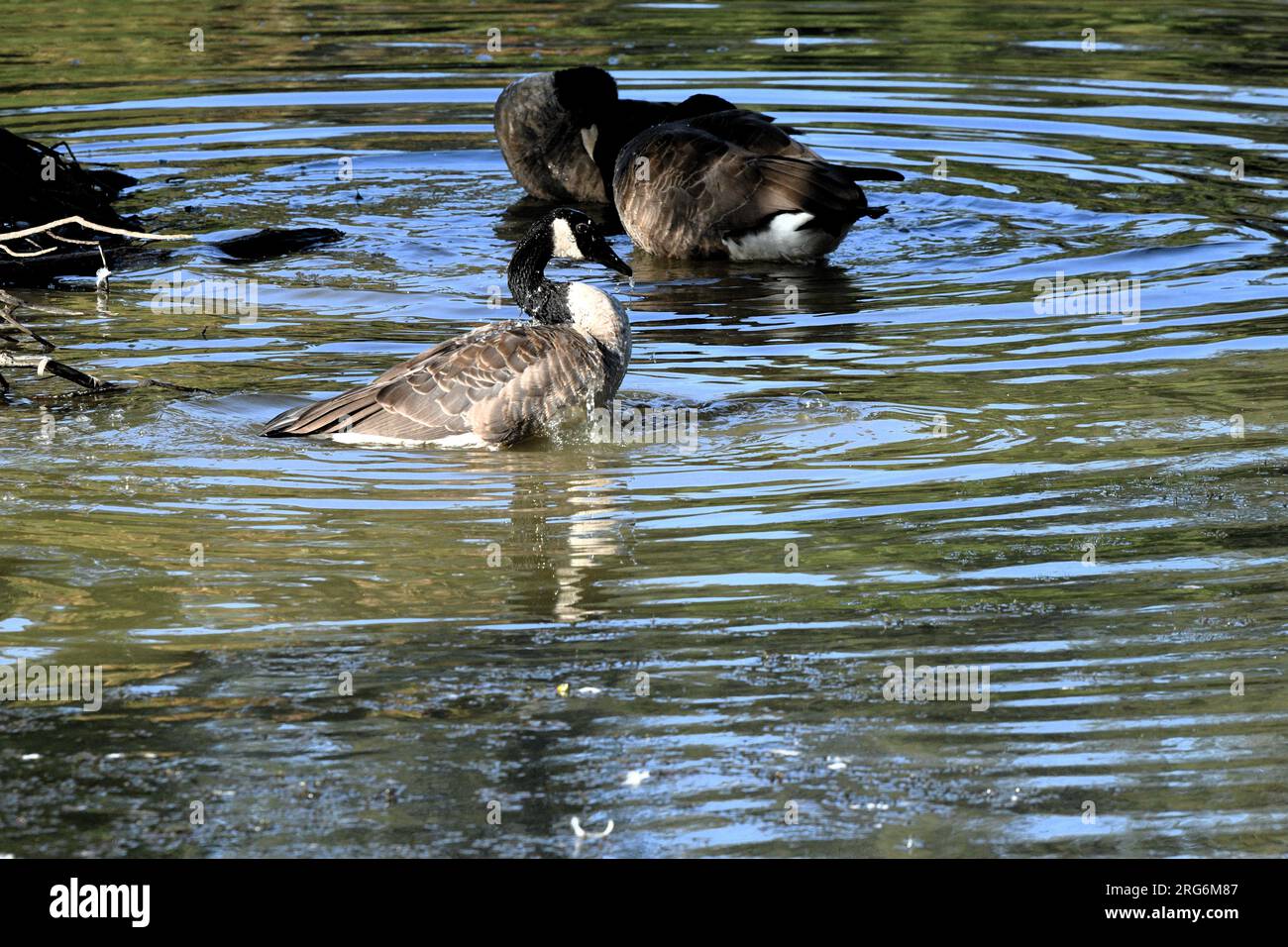 Canadian goose cleaning hi-res stock photography and images - Alamy