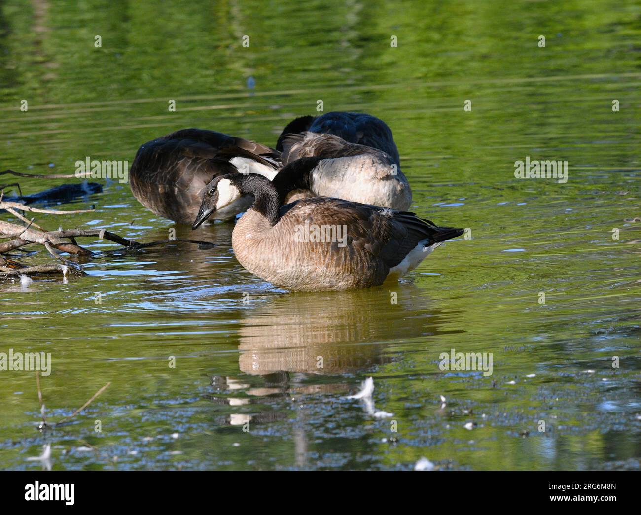 Canadian geese preening Stock Photo - Alamy