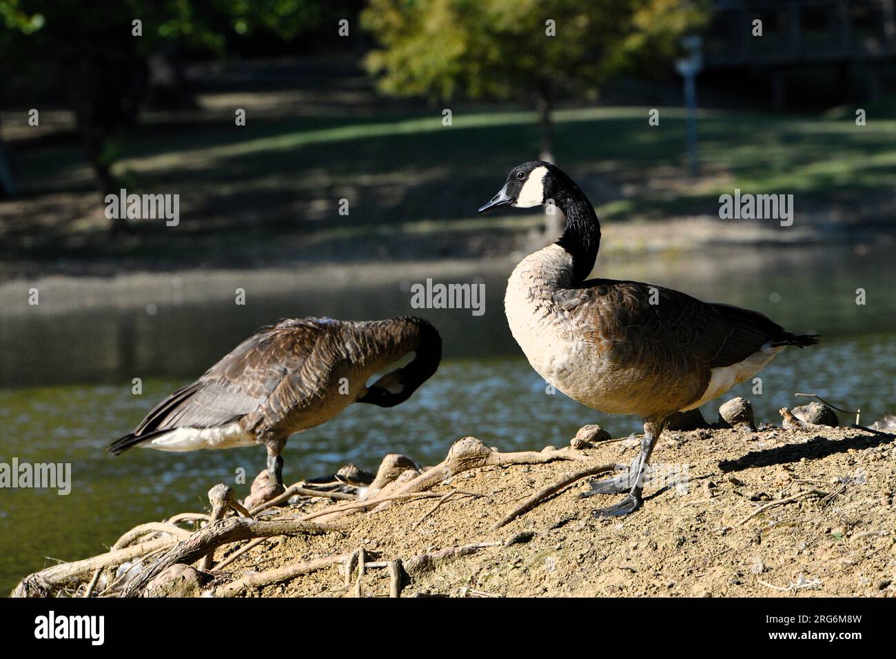 Canadian goose cleaning hi-res stock photography and images - Alamy