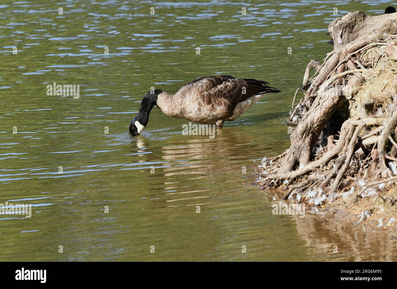 Canadian geese drinking Stock Photo - Alamy