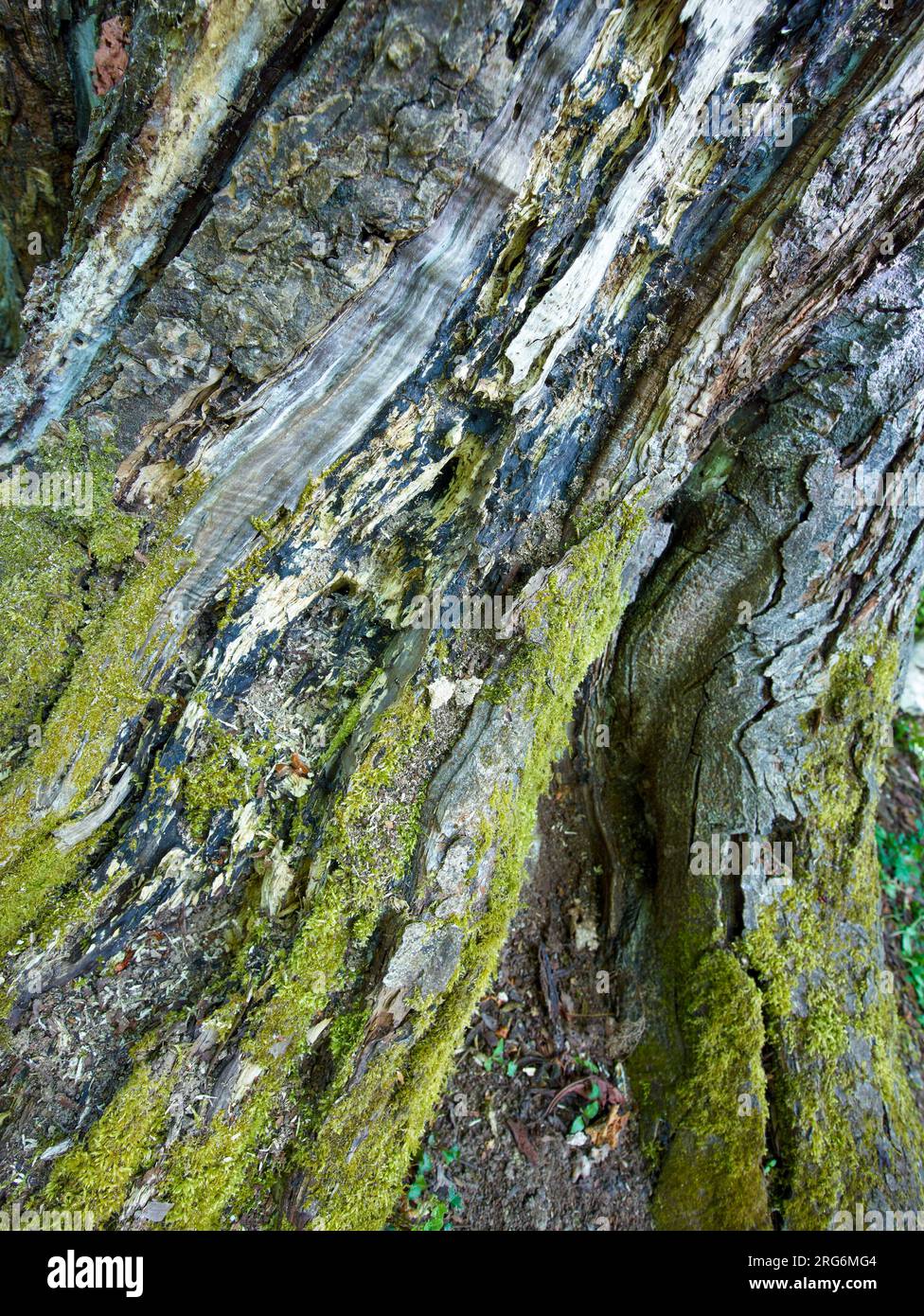 Striking intimate portraits of Woodland textures in appropriate light ...