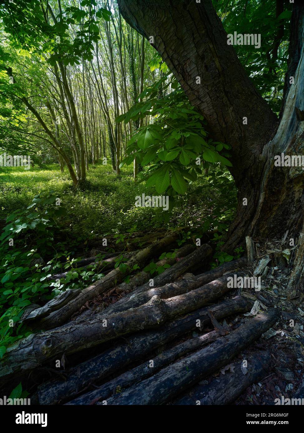 Striking intimate portraits of Woodland textures in appropriate light ...