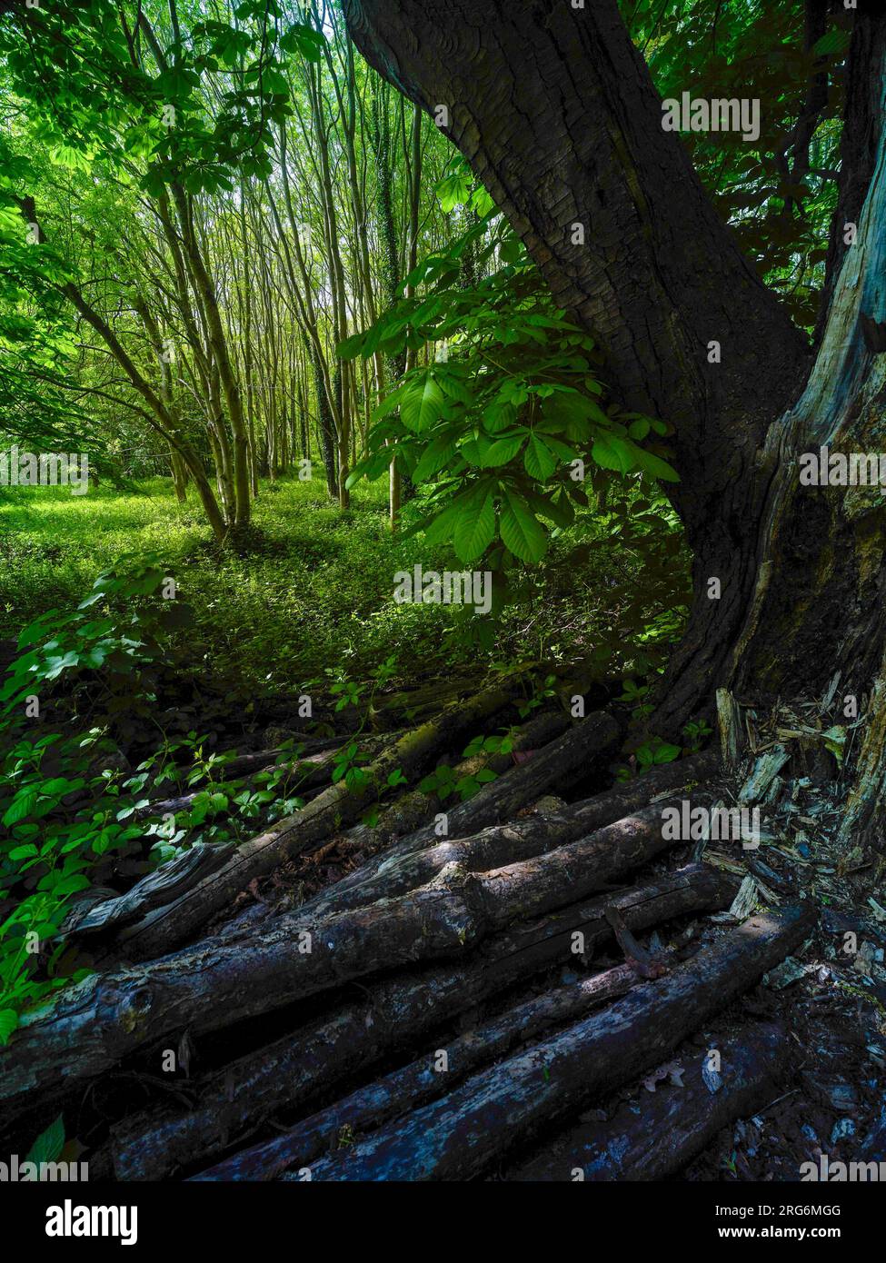 Striking intimate portraits of Woodland textures in appropriate light ...