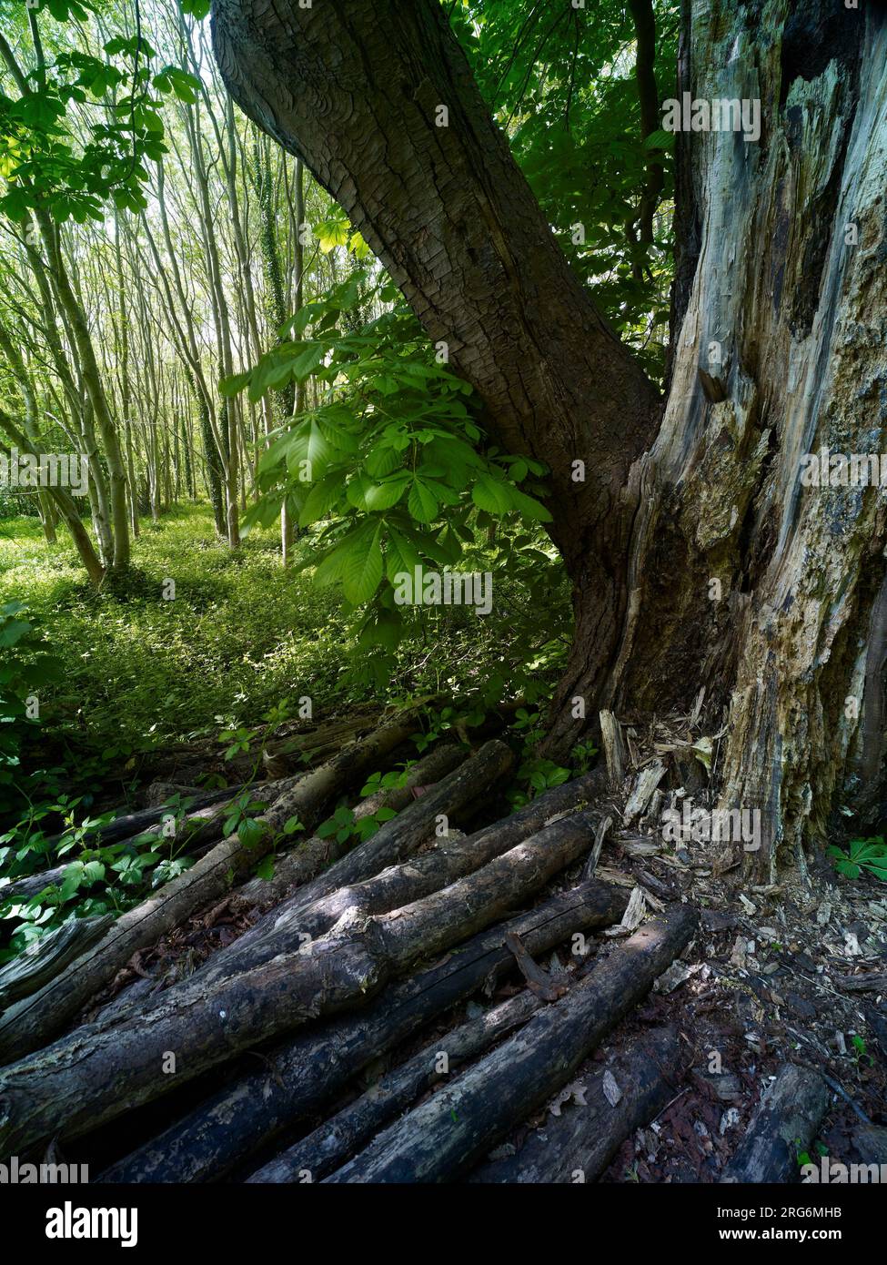 Striking intimate portraits of Woodland textures in appropriate light ...