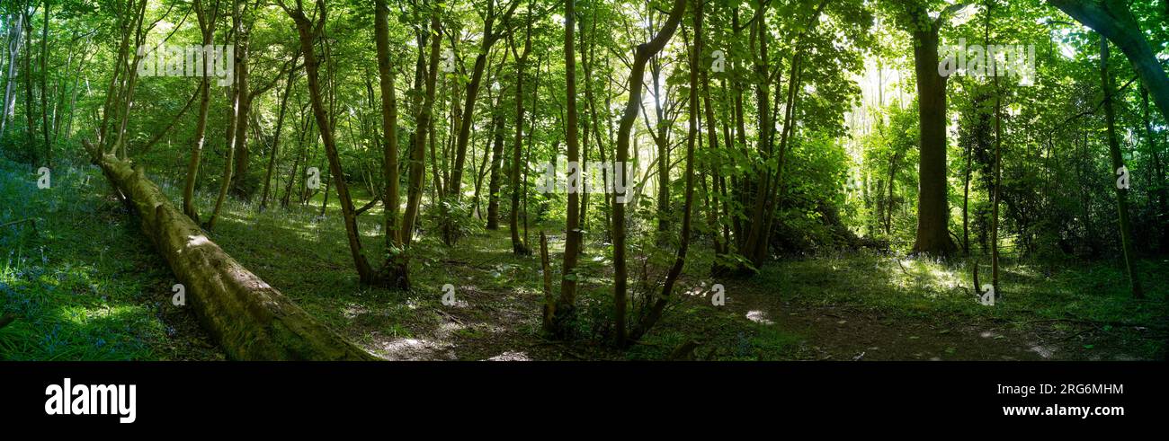 Striking intimate portraits of Woodland textures in appropriate light ...