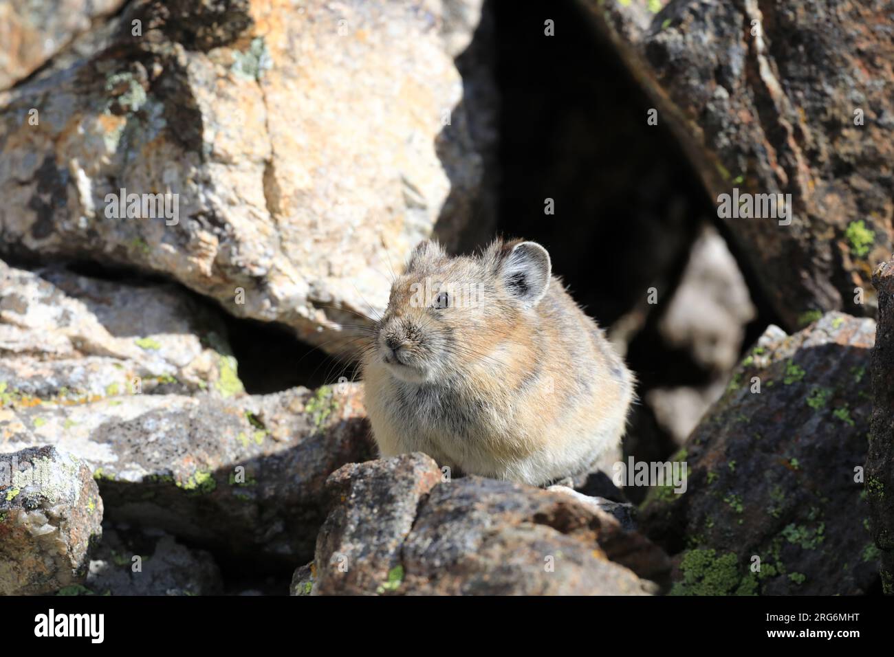 American pika rocky mountains colorado hi-res stock photography and ...