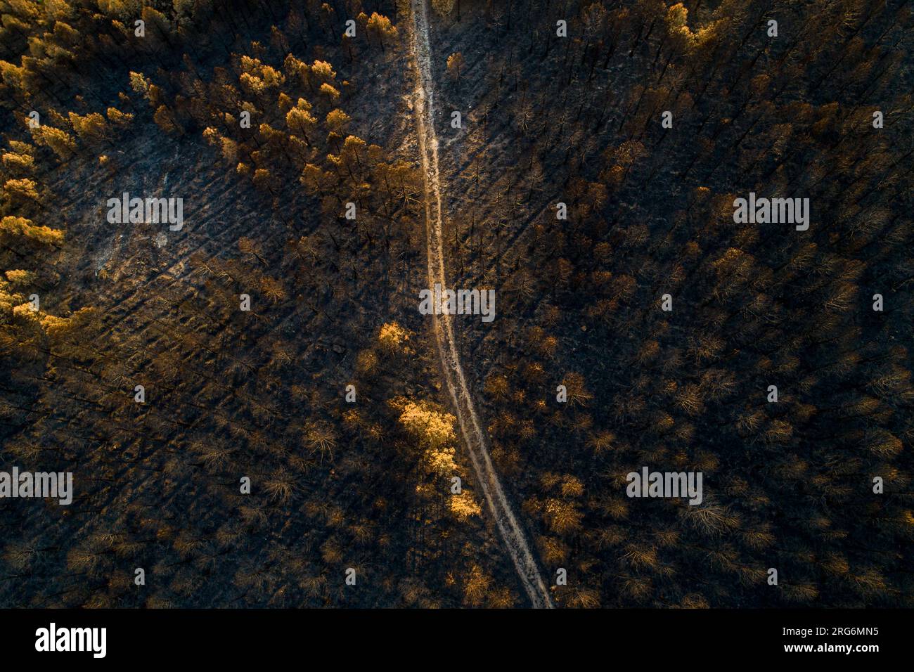 aerial view of a road in a forest burnt by a forest fire Stock Photo ...