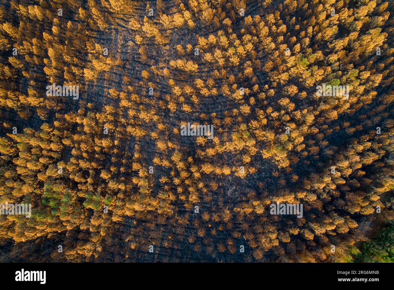aerial view of a forest burnt by a forest fire Stock Photo - Alamy