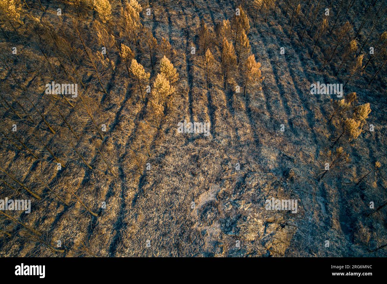 aerial view of a forest burnt by a forest fire, ecology concept Stock ...