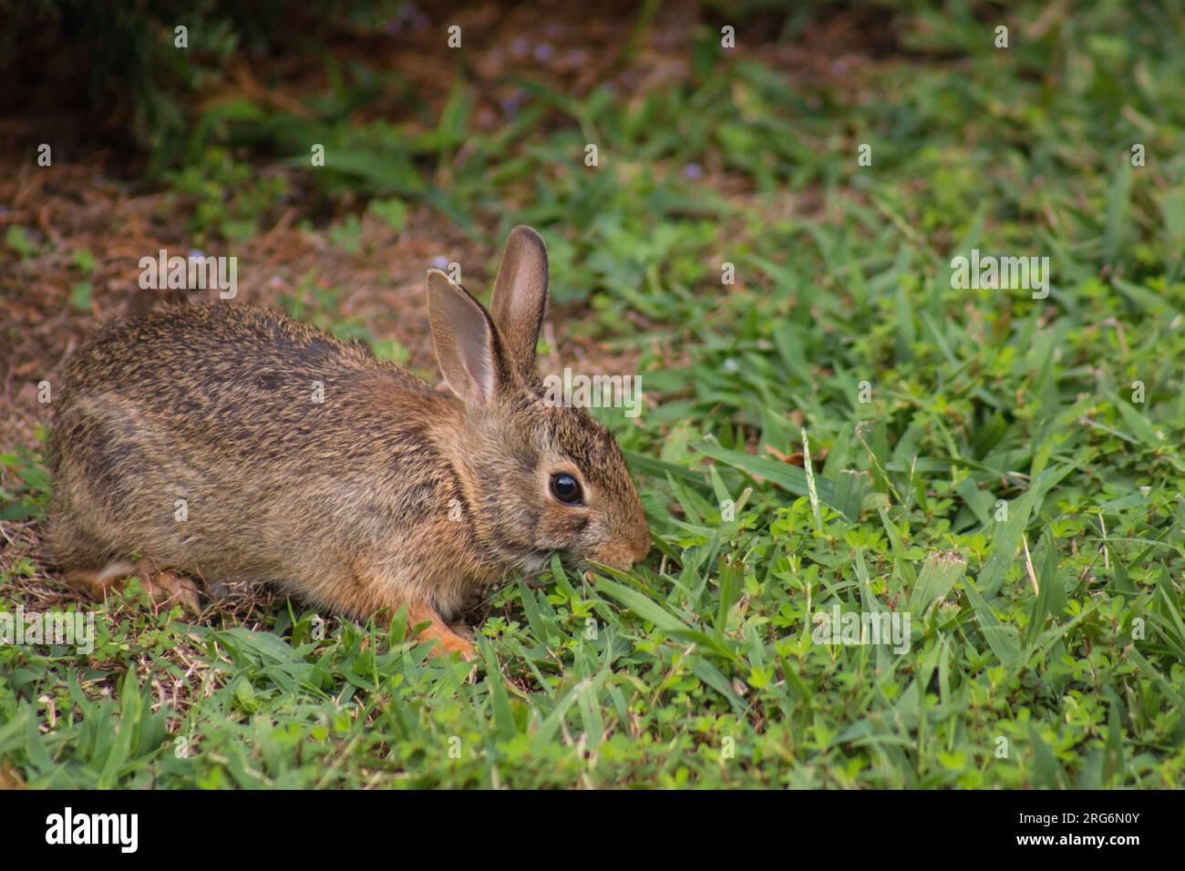 Baby cottontail hi-res stock photography and images - Alamy