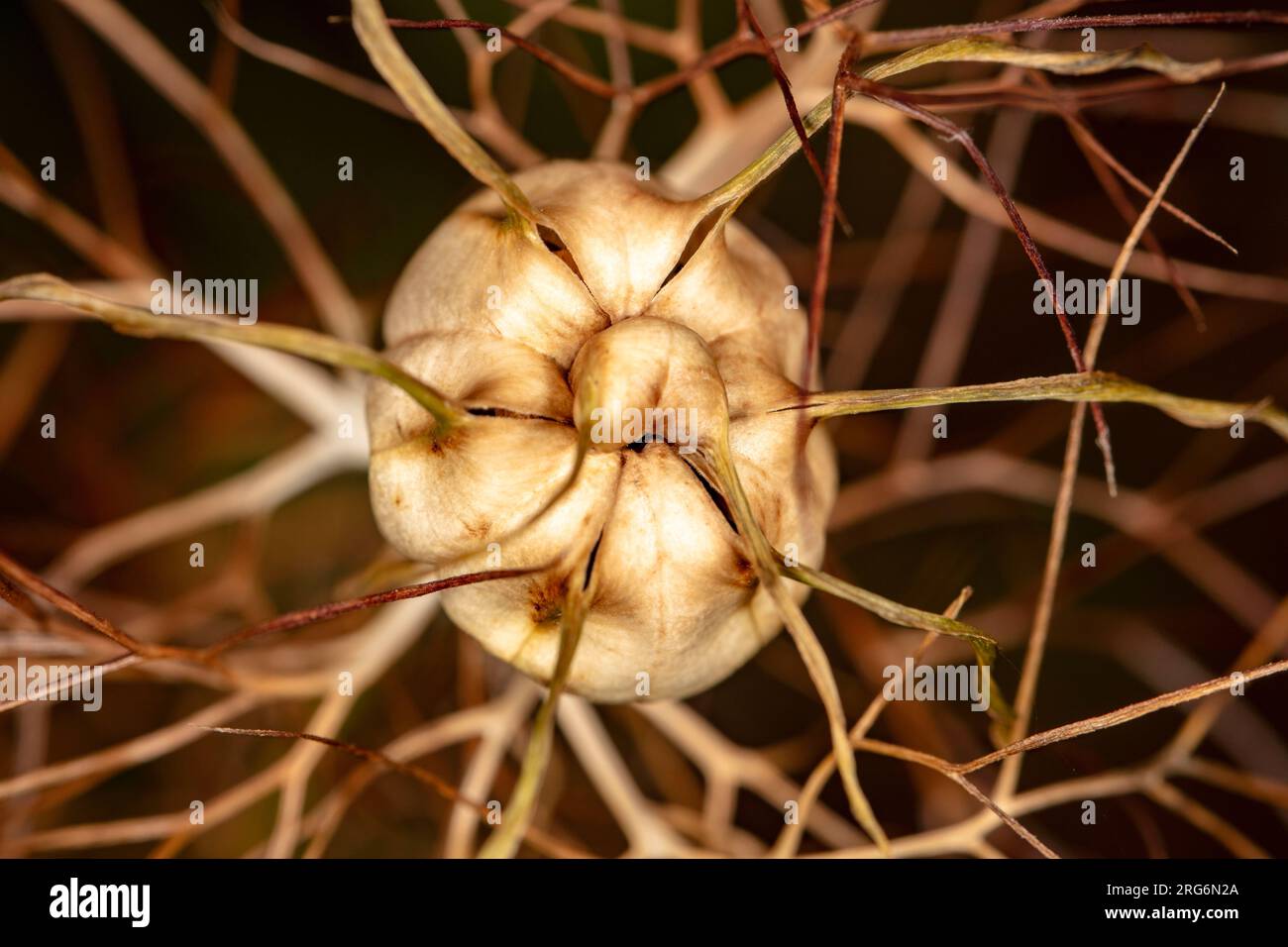 Macro semi-abstract natural flowering plant still life of Nigella (Love ...
