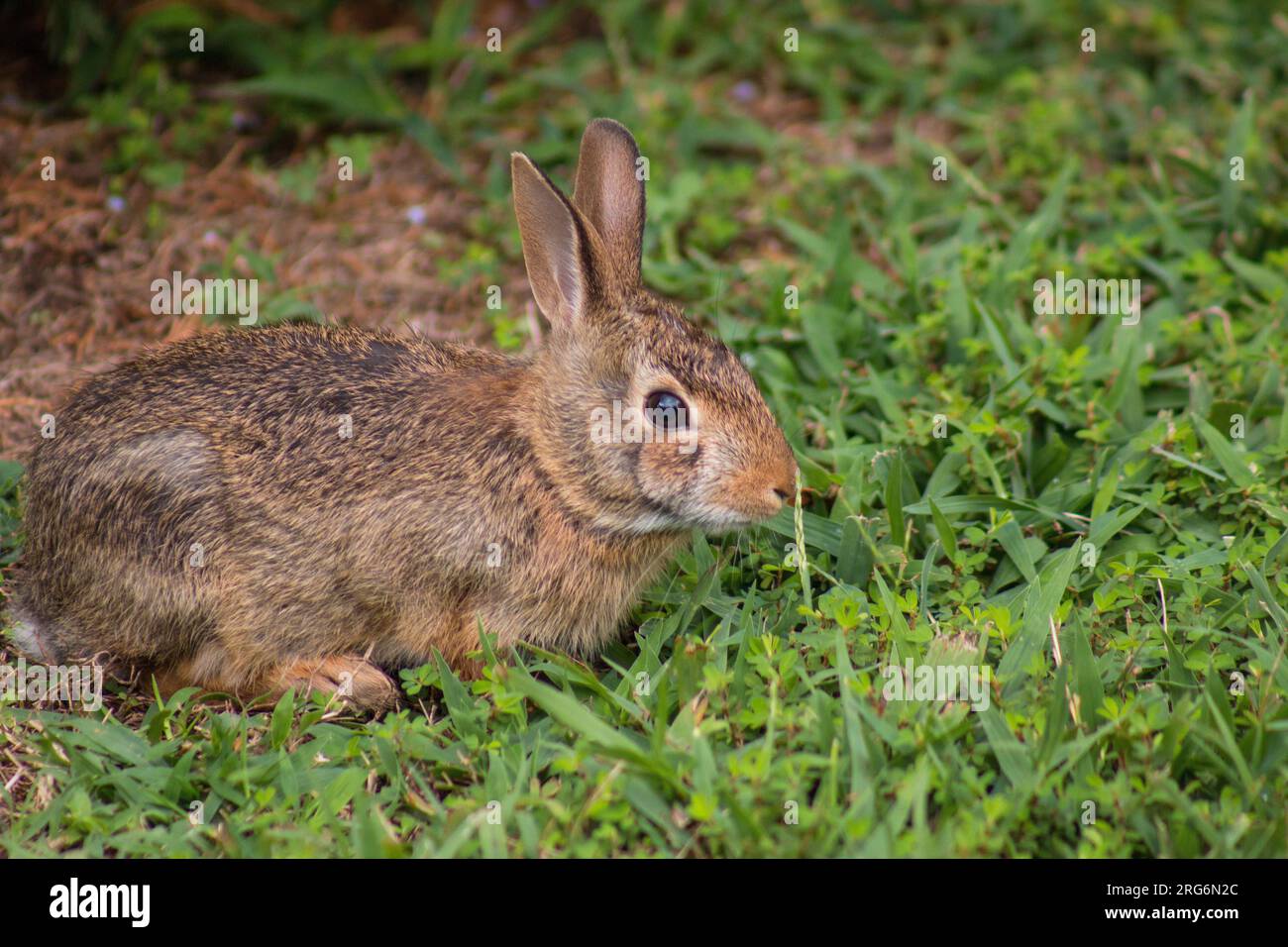 Baby cottontail rabbit hi-res stock photography and images - Alamy