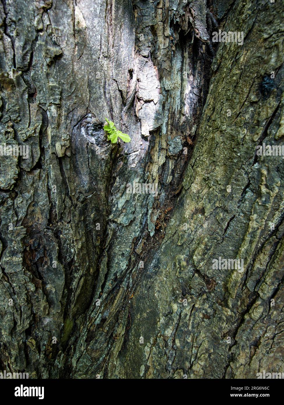 Striking intimate portraits of Woodland textures in appropriate light ...