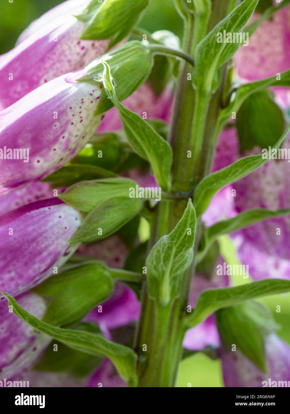 Natural Macro Flowering Plant Portrait Of Digitalis Flowers And Stem As A Semi Abstract Stock