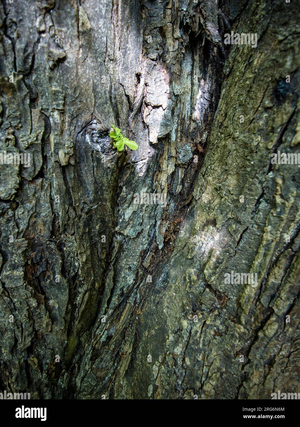 Striking intimate portraits of Woodland textures in appropriate light ...