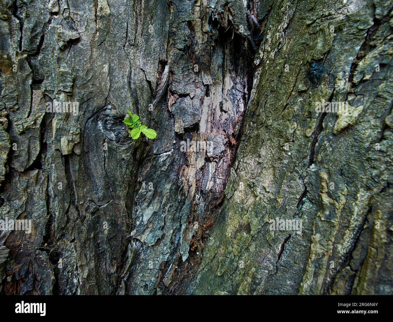 Striking intimate portraits of Woodland textures in appropriate light ...