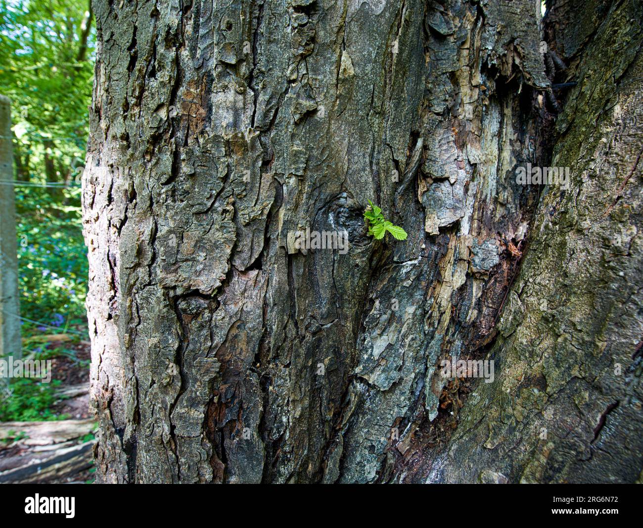 Striking intimate portraits of Woodland textures in appropriate light ...