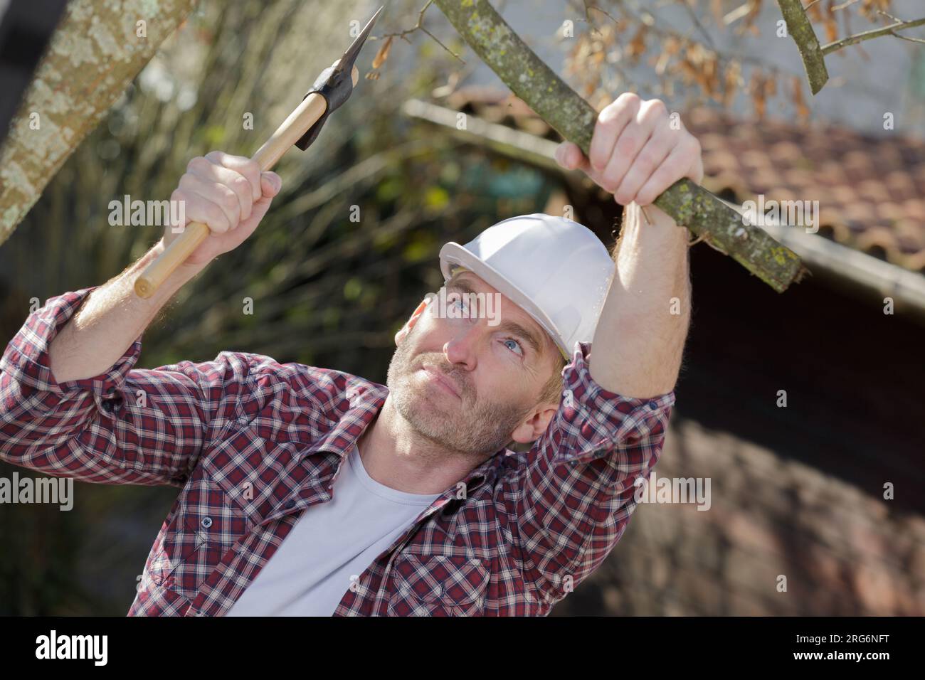 man cutting a branch with chainsaw in the backyard Stock Photo - Alamy