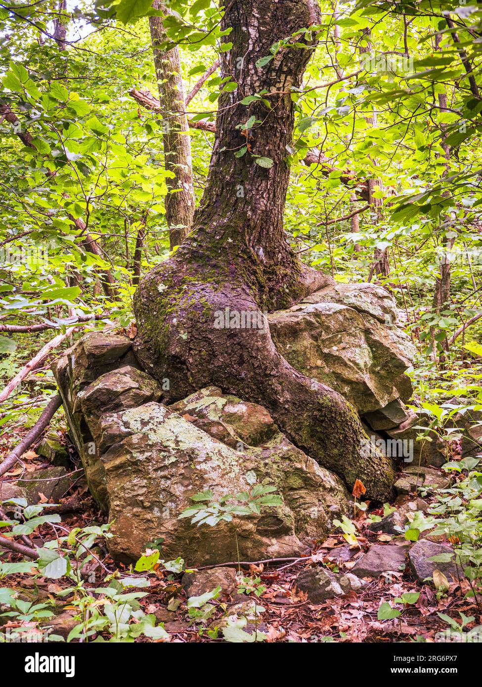 Virginia pine tree hi-res stock photography and images - Alamy