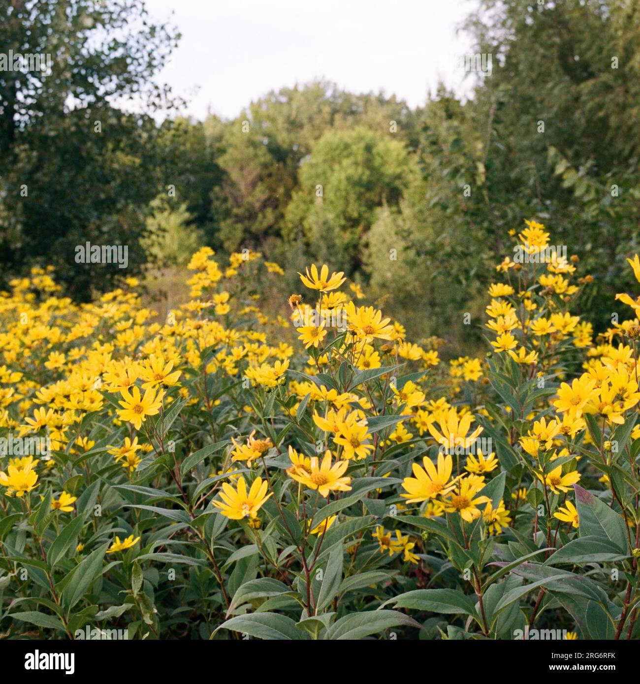 Richardson nature center hi-res stock photography and images - Alamy