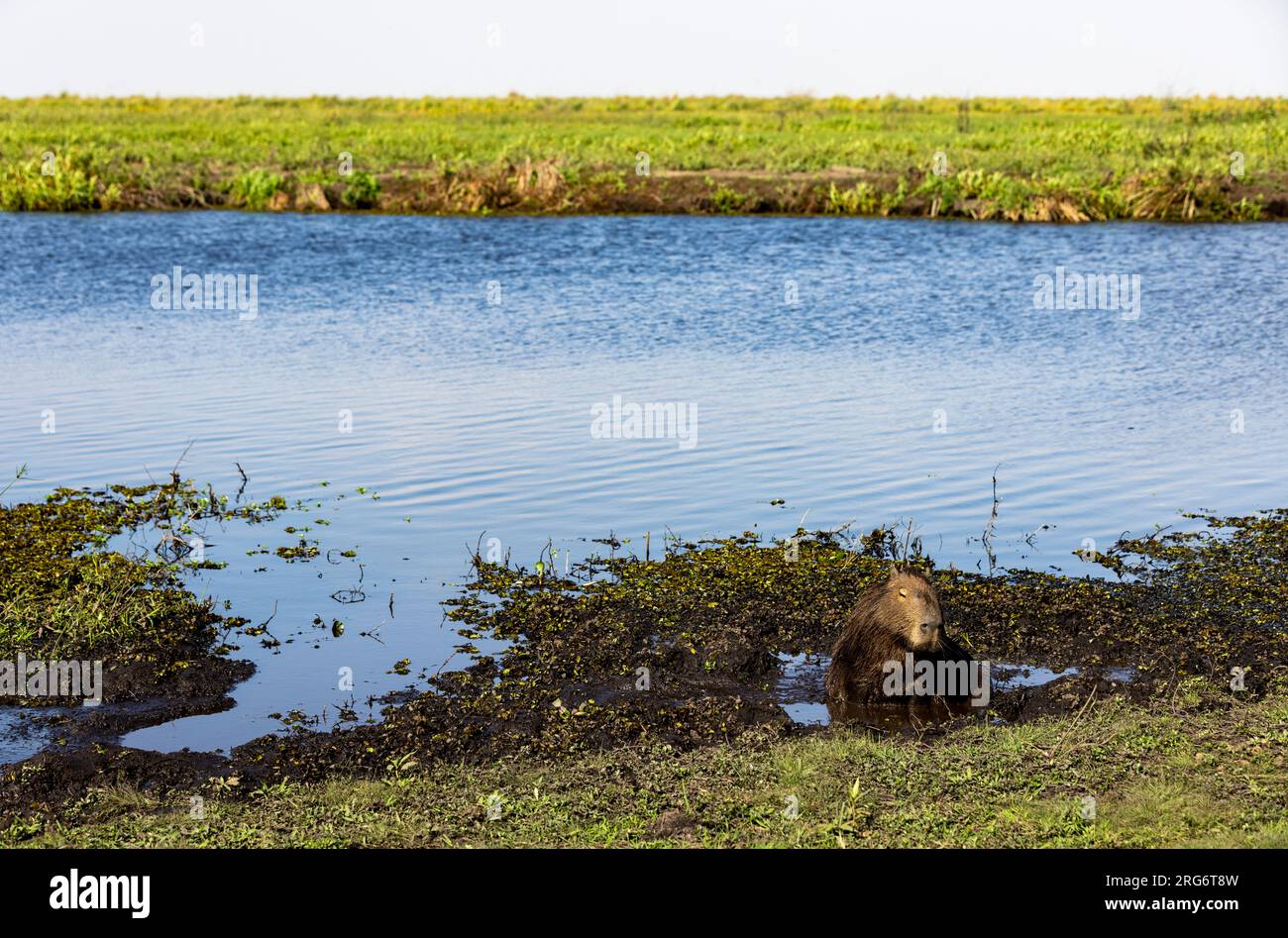 Observing a capybara in its natural habitat, the Esteros del Ibera, a ...