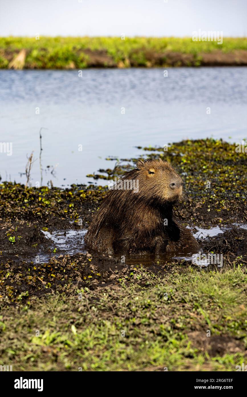 Wet capibara hi-res stock photography and images - Alamy