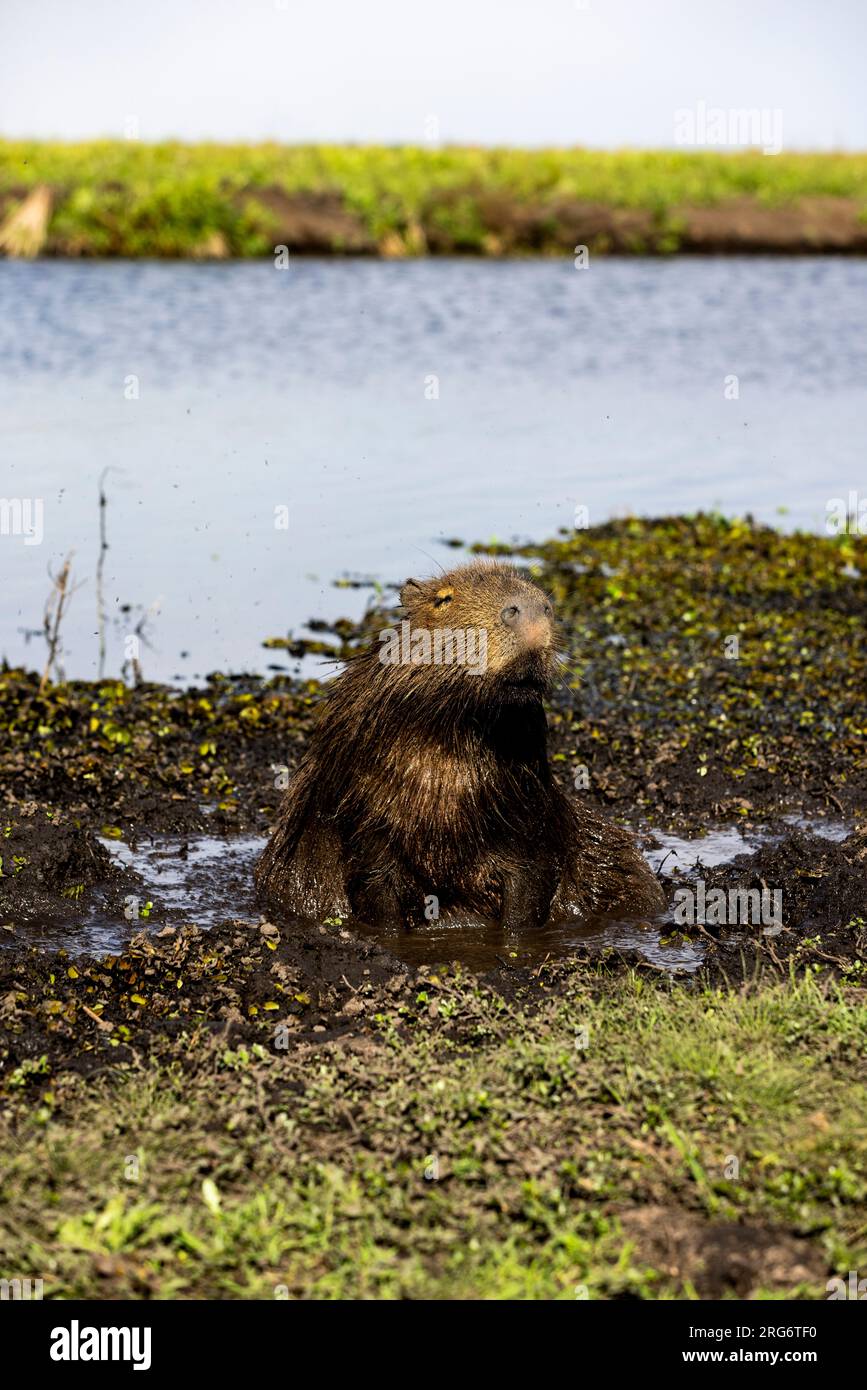 Observing a capybara in its natural habitat, the Esteros del Ibera, a ...
