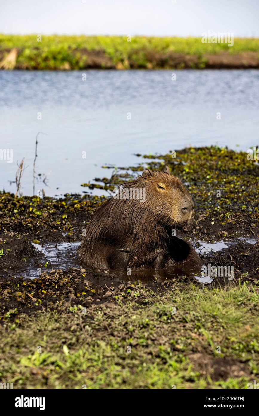 Observing a capybara in its natural habitat, the Esteros del Ibera, a ...