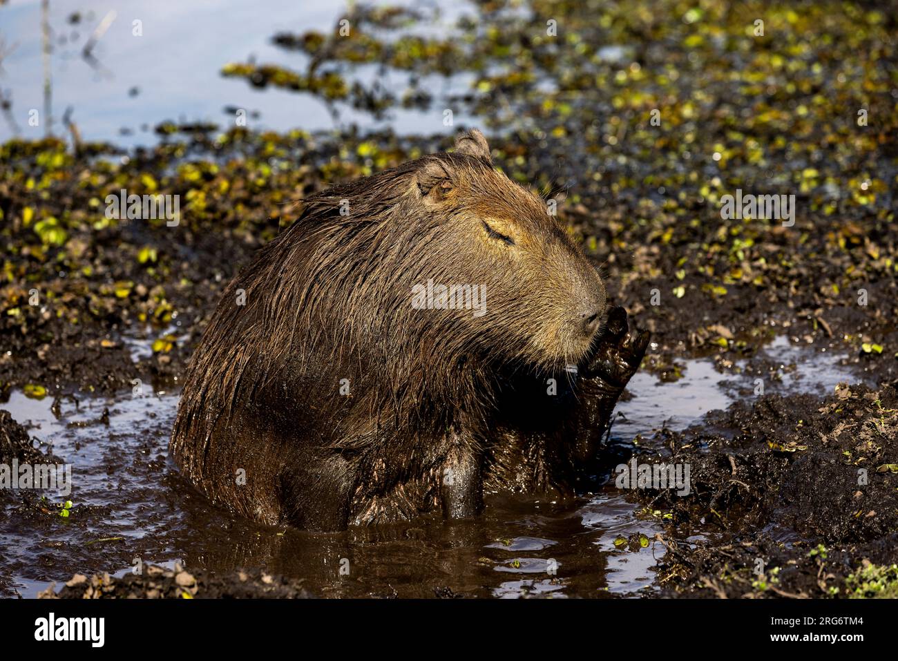 Observing a capybara in its natural habitat, the Esteros del Ibera, a ...