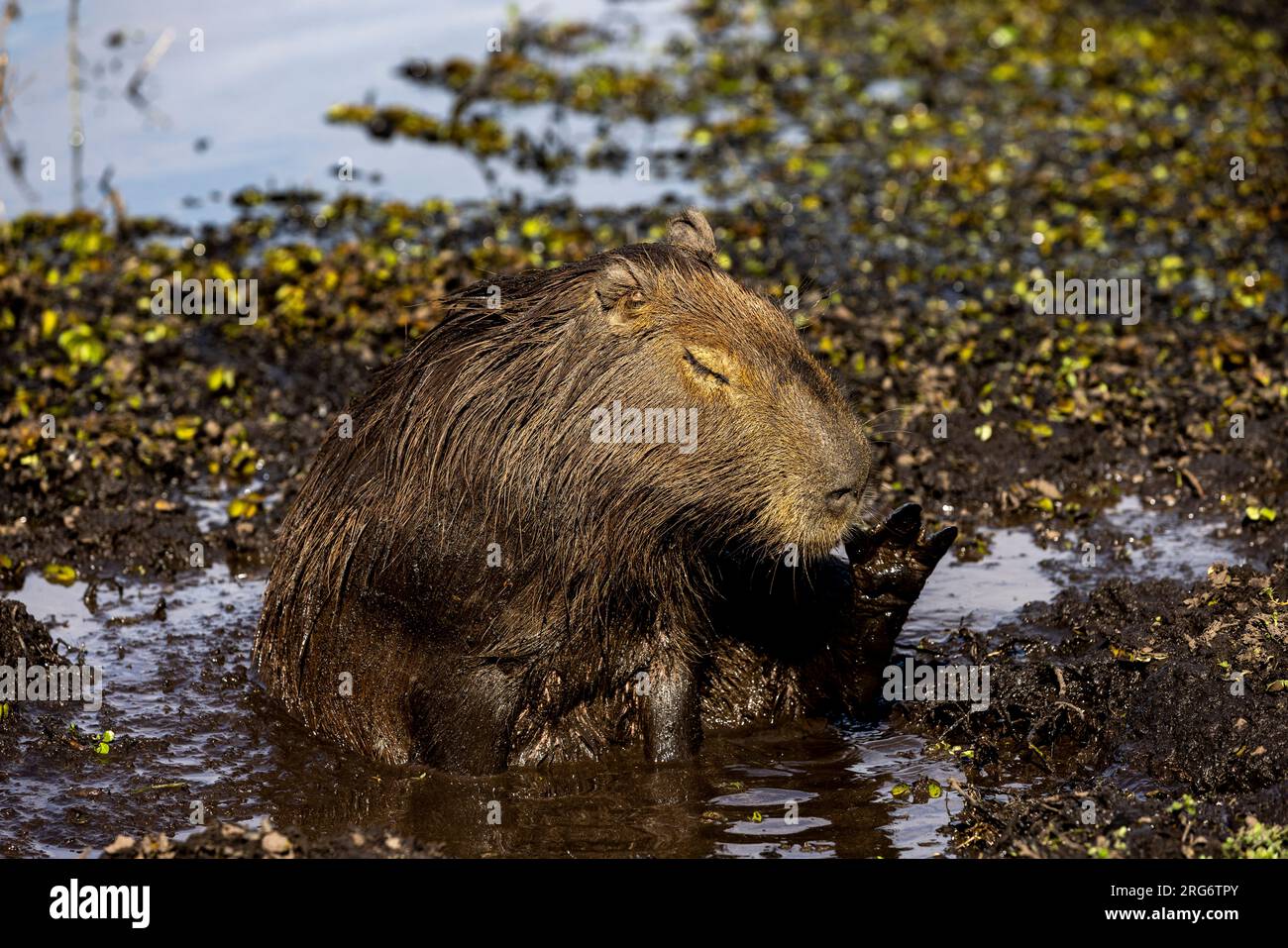 Observing a capybara in its natural habitat, the Esteros del Ibera, a ...