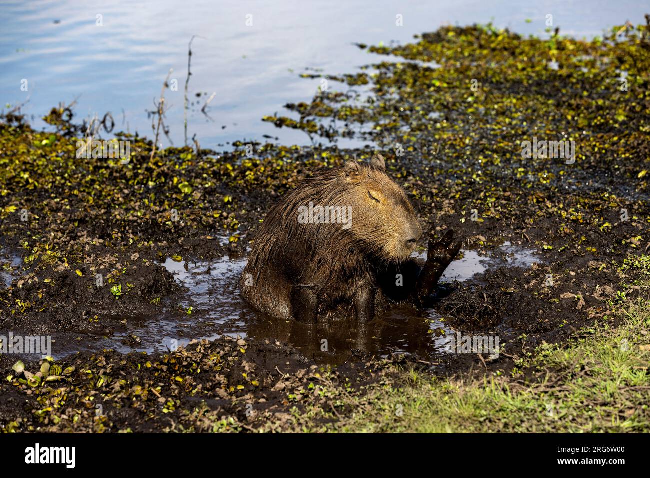Observing a capybara in its natural habitat, the Esteros del Ibera, a ...