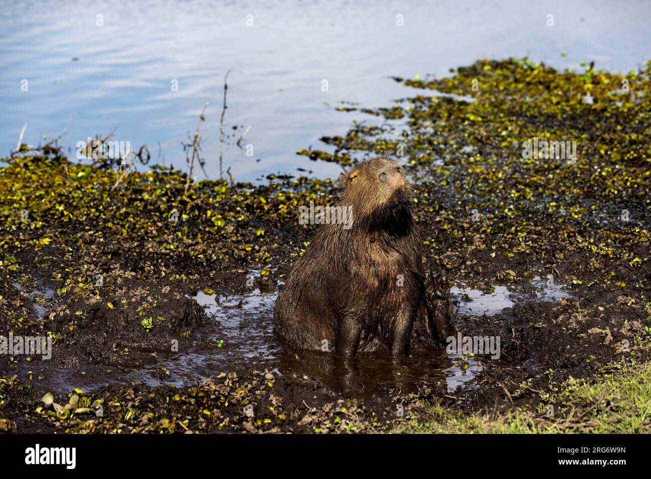 Observing a capybara in its natural habitat, the Esteros del Ibera, a ...