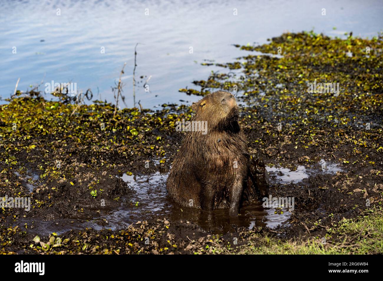 Observing a capybara in its natural habitat, the Esteros del Ibera, a ...