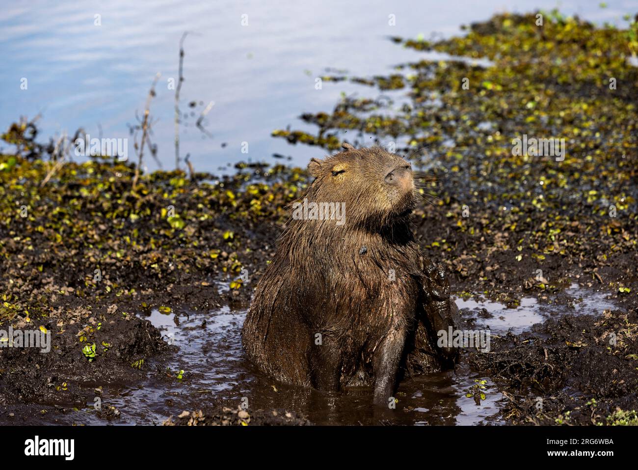 Observing a capybara in its natural habitat, the Esteros del Ibera, a ...