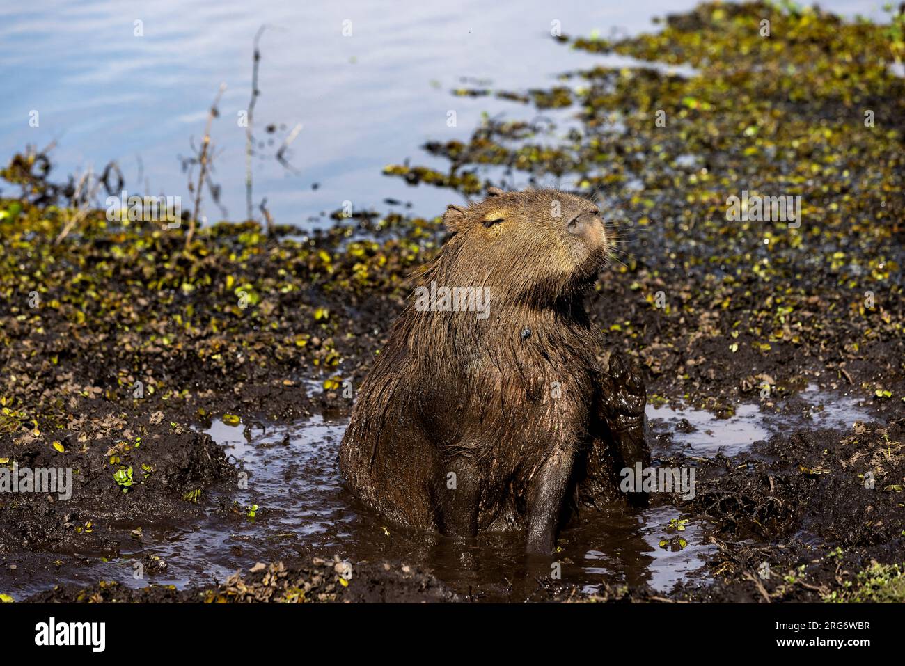 Observing a capybara in its natural habitat, the Esteros del Ibera, a ...