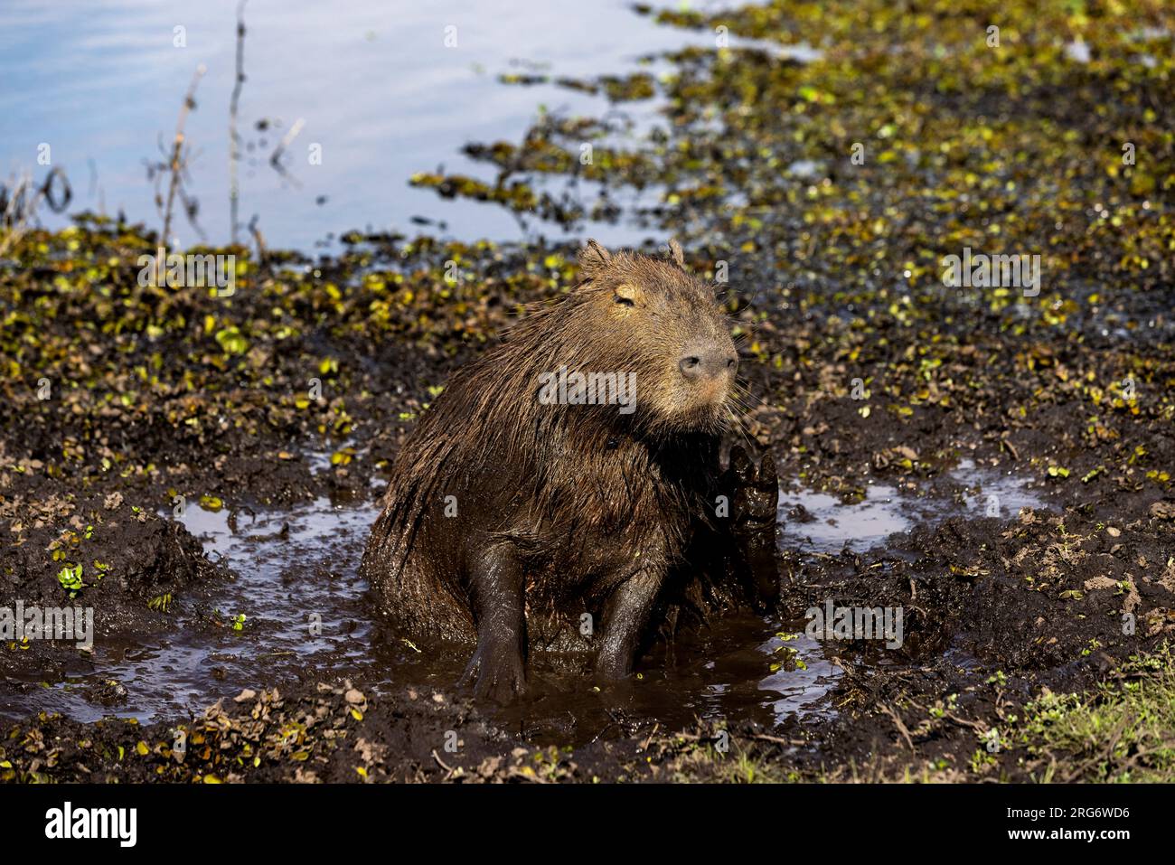 Observing a capybara in its natural habitat, the Esteros del Ibera, a ...
