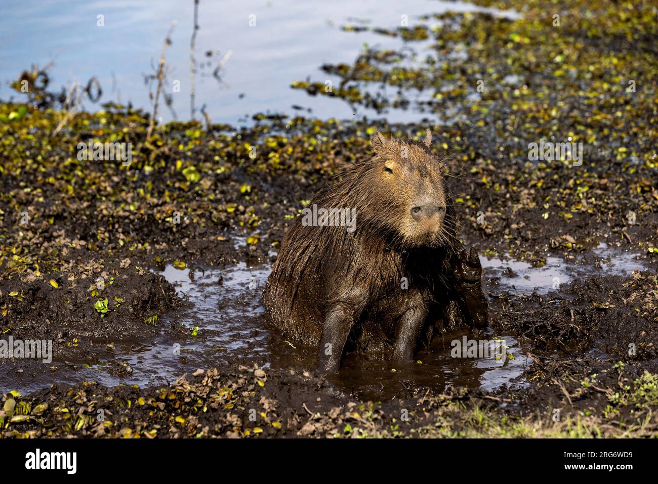 Observing a capybara in its natural habitat, the Esteros del Ibera, a ...