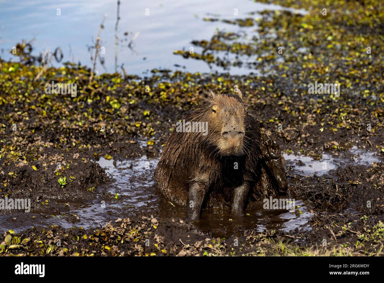 Observing a capybara in its natural habitat, the Esteros del Ibera, a ...